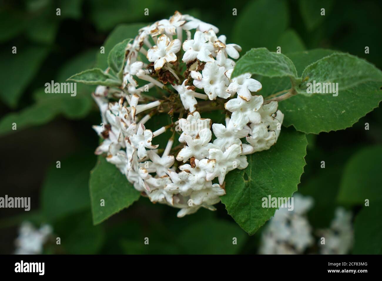 Viburnum carlesii spring flower hi-res stock photography and images - Alamy