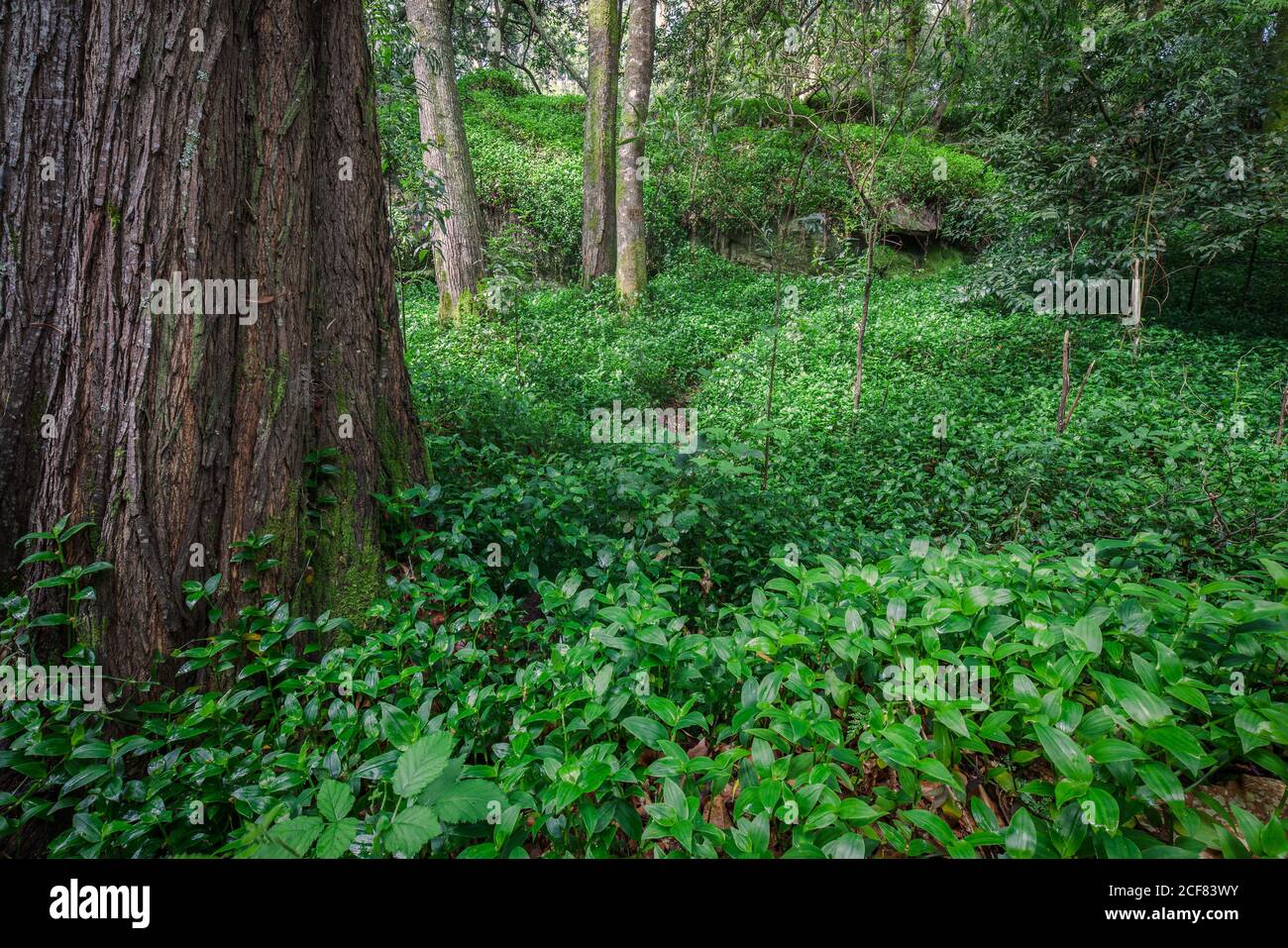 Fantastic forest in the Galician mythological mountains, Spain Stock ...