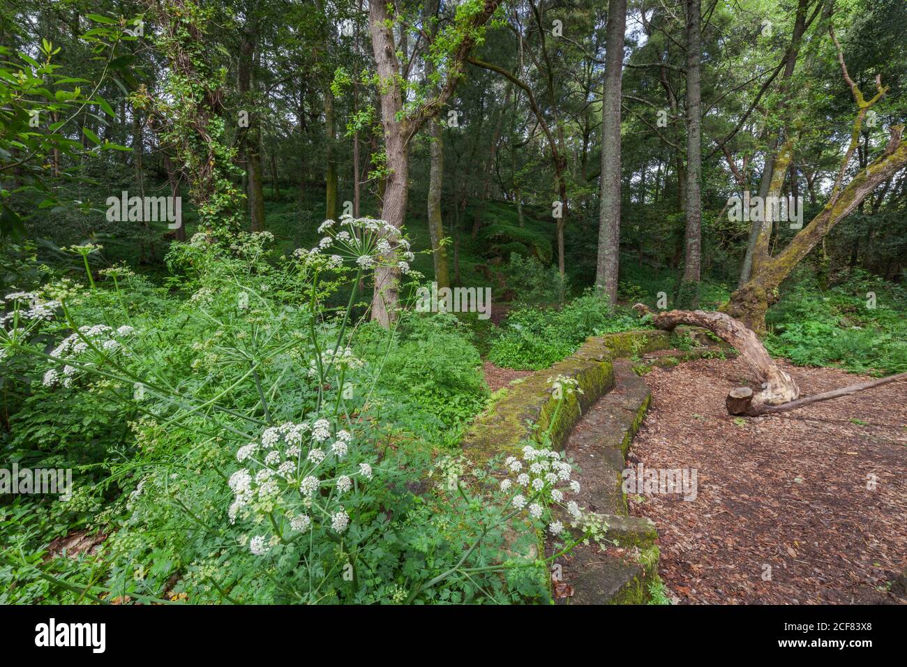 Fantastic forest in the Galician mythological mountains, Spain Stock ...