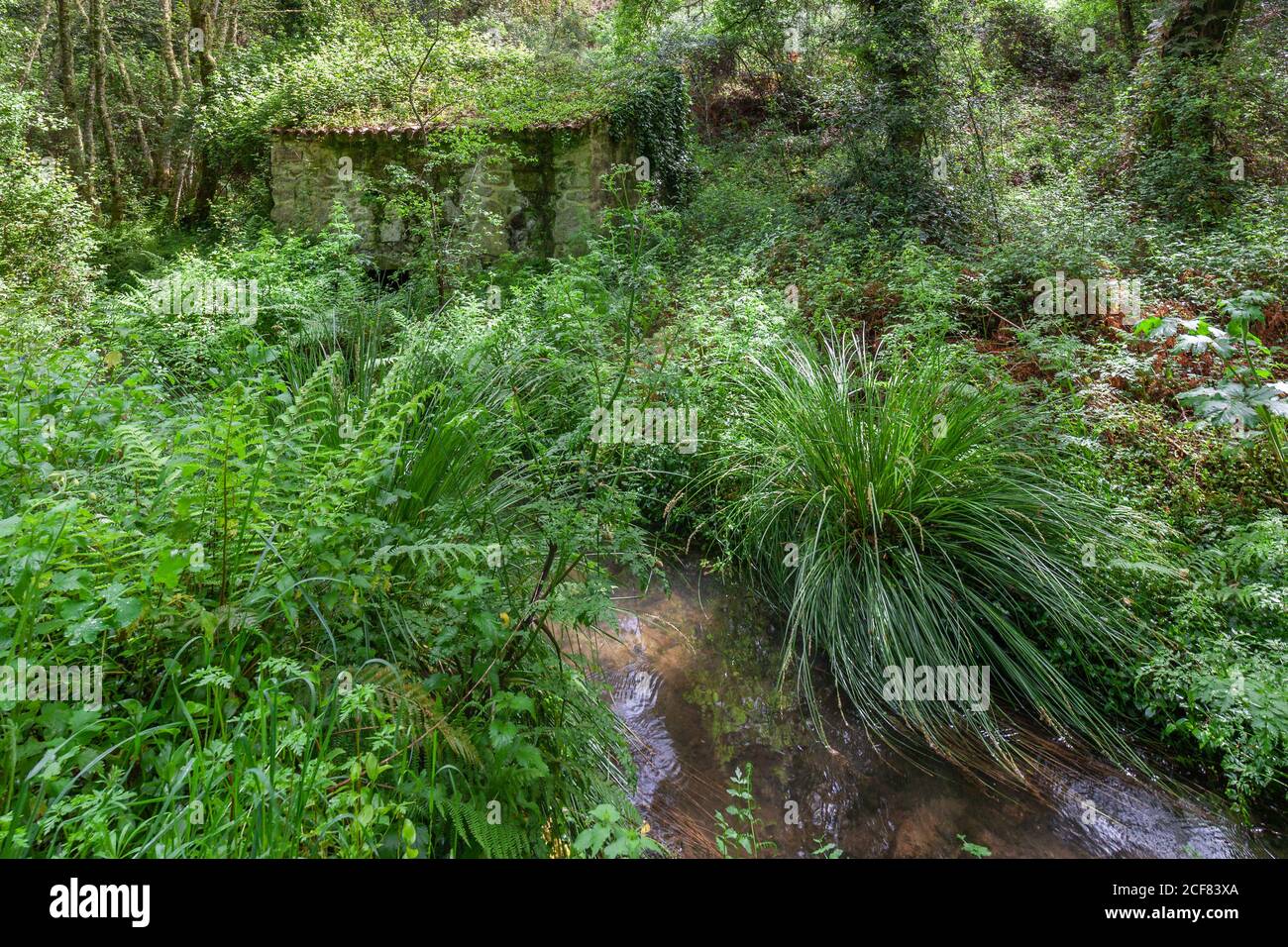 Fantastic forest in the Galician mythological mountains, Spain Stock ...