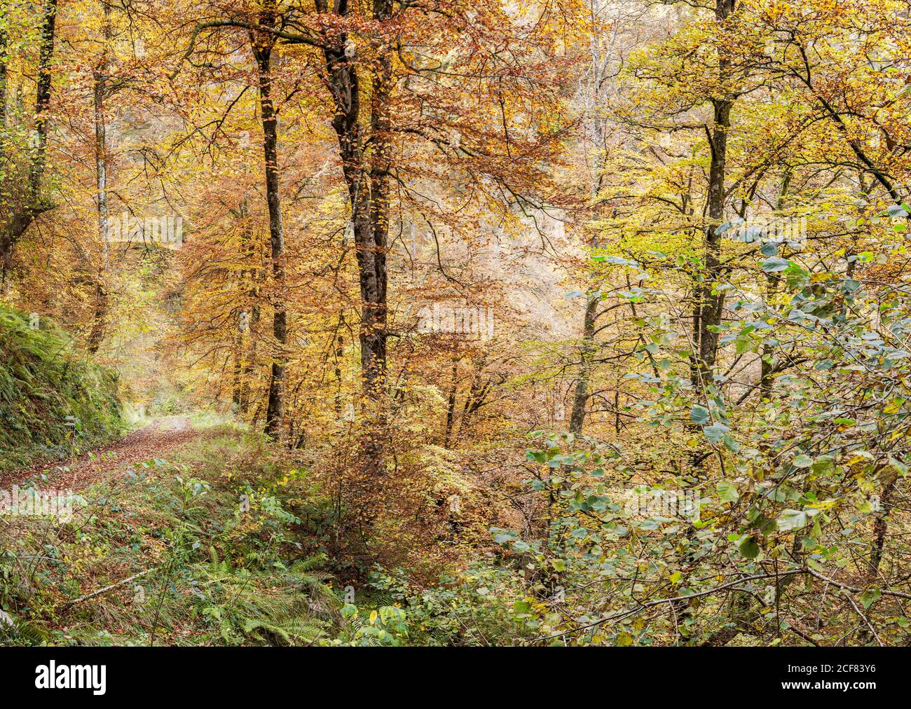 Coniferous tress at forest asturias hi-res stock photography and images ...