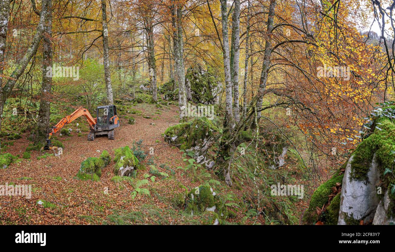 Coniferous tress at forest of Asturias, Spain Stock Photo - Alamy