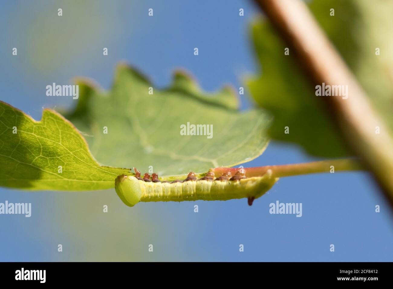 Early instar hi-res stock photography and images - Alamy