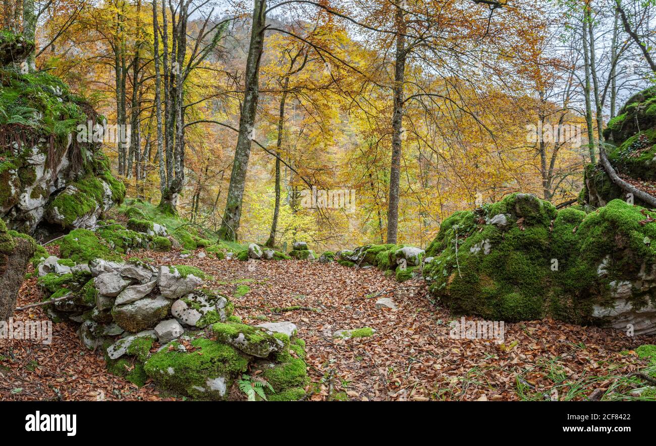 Coniferous tress at forest of Asturias, Spain Stock Photo - Alamy