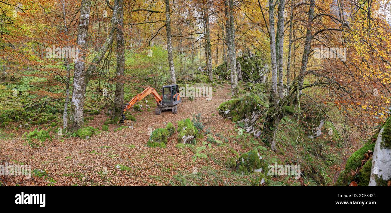 Coniferous tress at forest of Asturias, Spain Stock Photo - Alamy