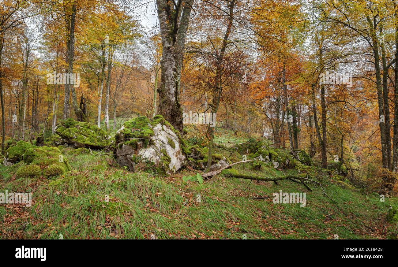 Coniferous tress at forest asturias hi-res stock photography and images ...