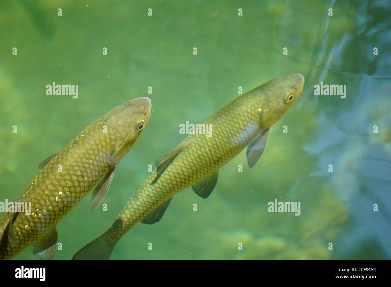 Grass carps hi-res stock photography and images - Alamy