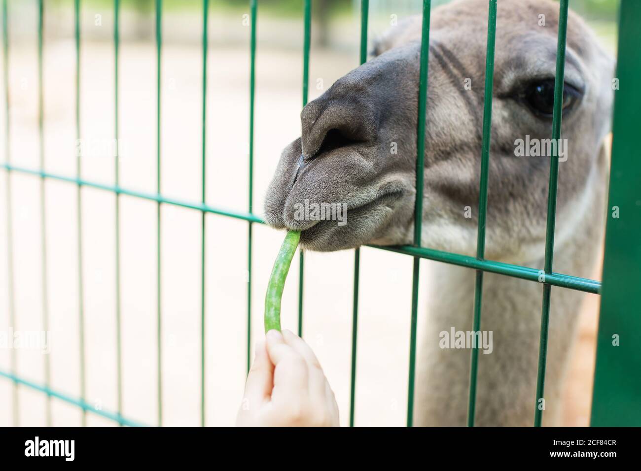 Lama eating out of the hand of a boy. Little kid feeding big lama on an ...