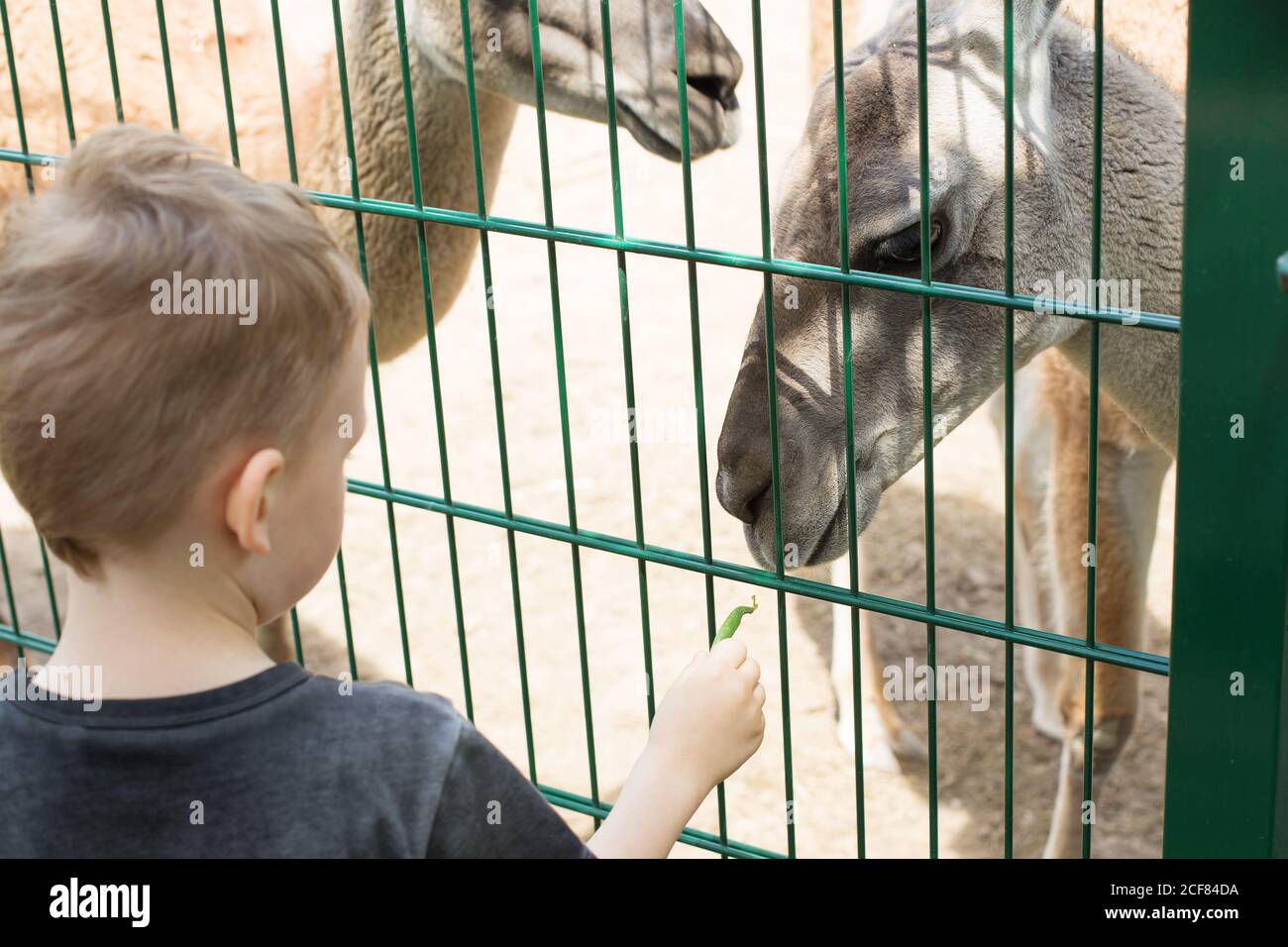 Little kid feeding big lama through a cage in zoo. Cute little boy ...