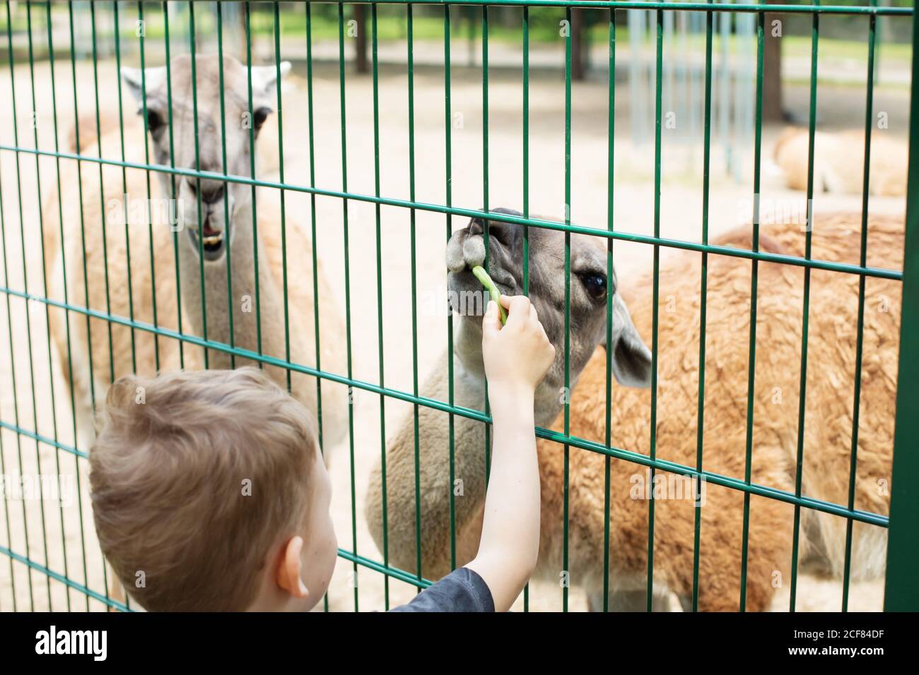 Little kid feeding big lama on an animal farm. Cute little boy feeding ...