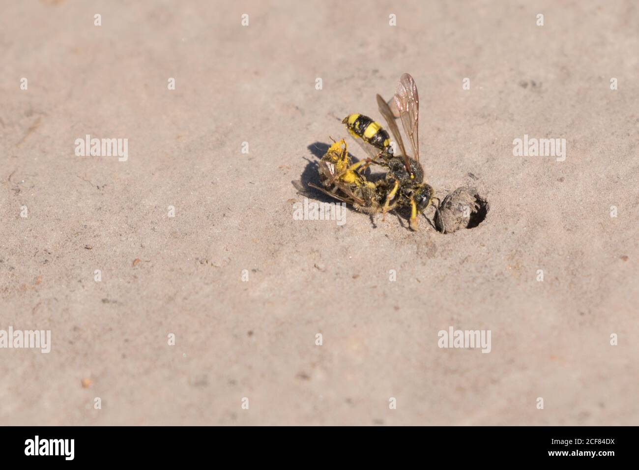 Digger wasps hi-res stock photography and images - Alamy
