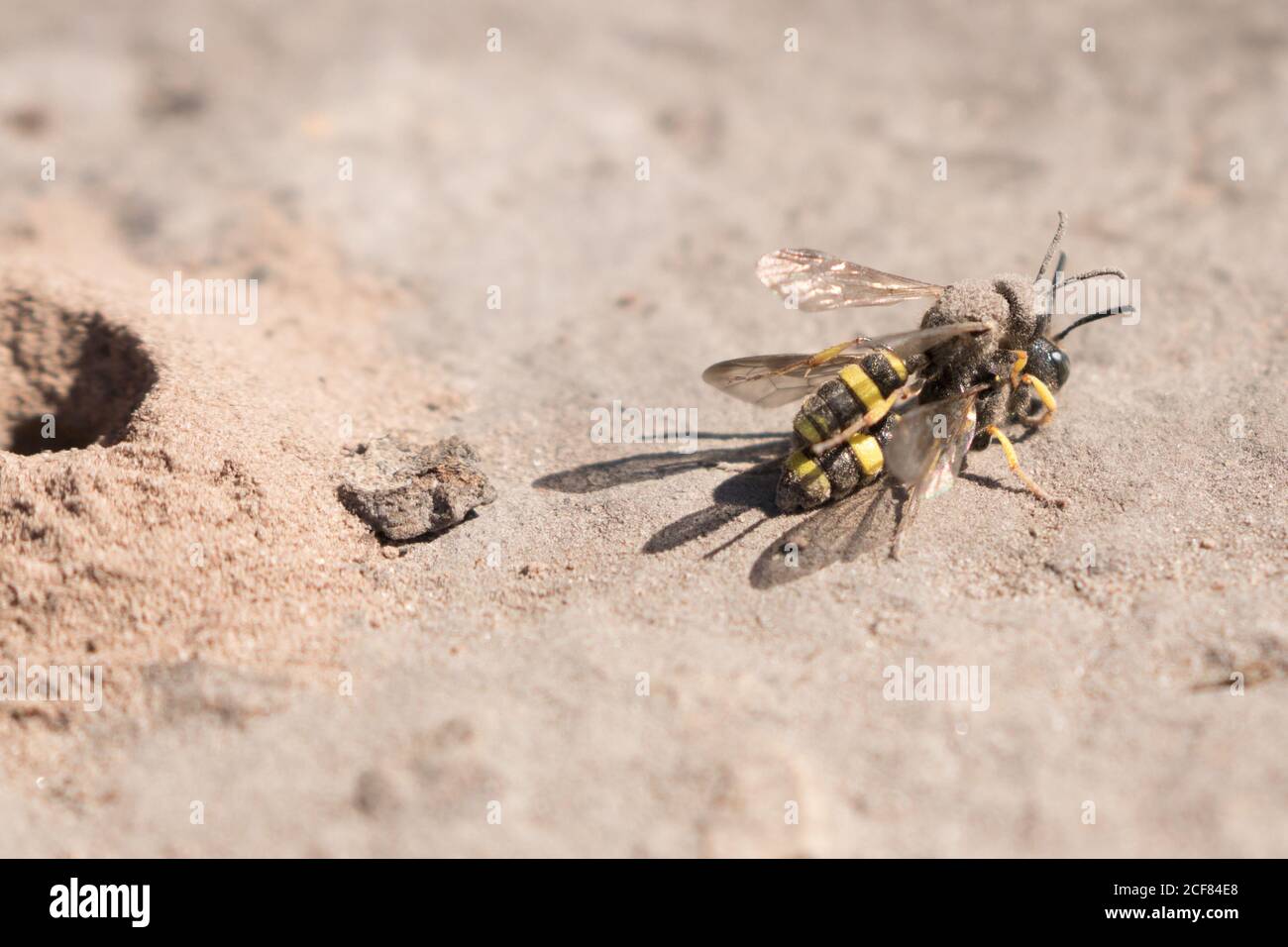 Ornate tailed digger wasps (Cerceris rybyensis) mating near nest burrow ...