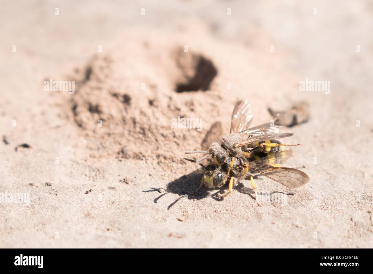 Ornate tailed digger wasps (Cerceris rybyensis) mating near nest burrow ...
