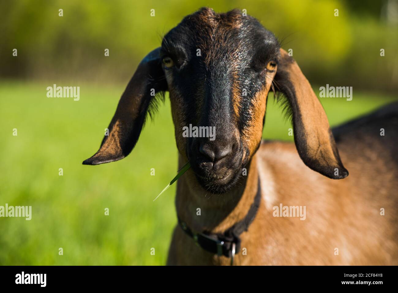 south african boer goat doeling portrait on nature Stock Photo - Alamy