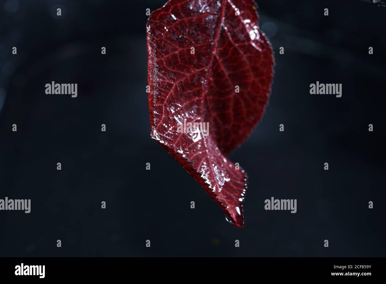 Closeup shot texture red hi-res stock photography and images - Alamy