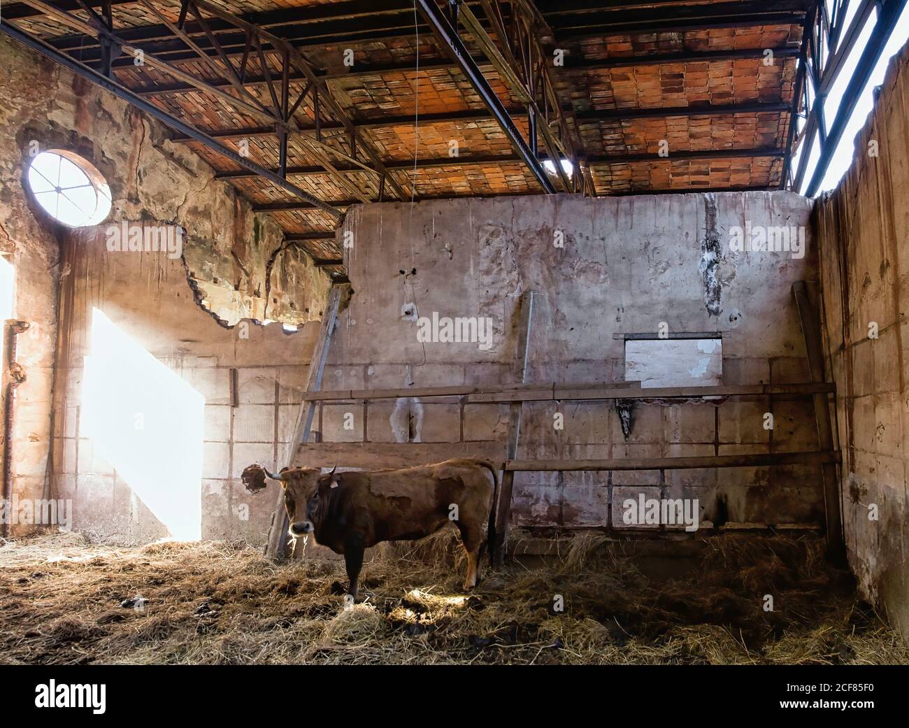Lonely brown cow standing in weathered stone barn with destroyed walls ...