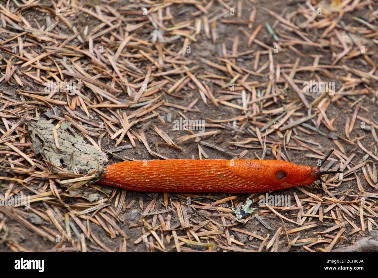 Orange slug hi-res stock photography and images - Alamy