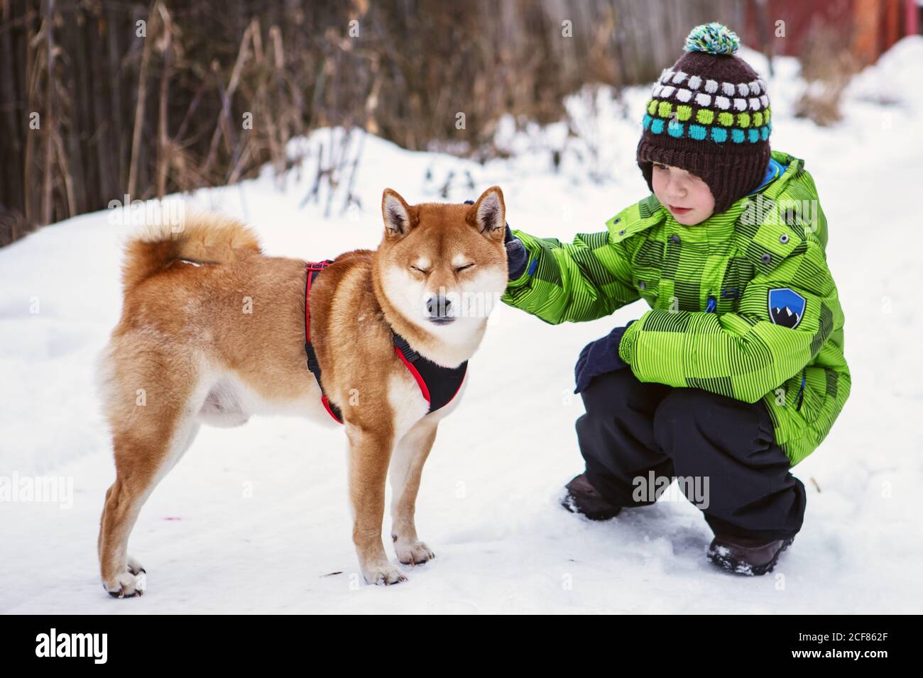 Little boy with Shiba Inu dog outdoors in the winter Stock Photo - Alamy