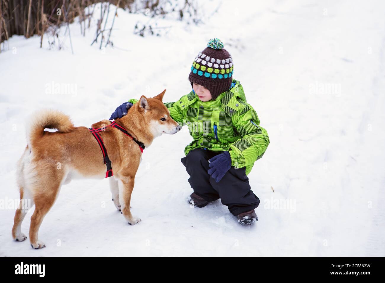 Little boy with Shiba Inu dog outdoors in the winter Stock Photo - Alamy
