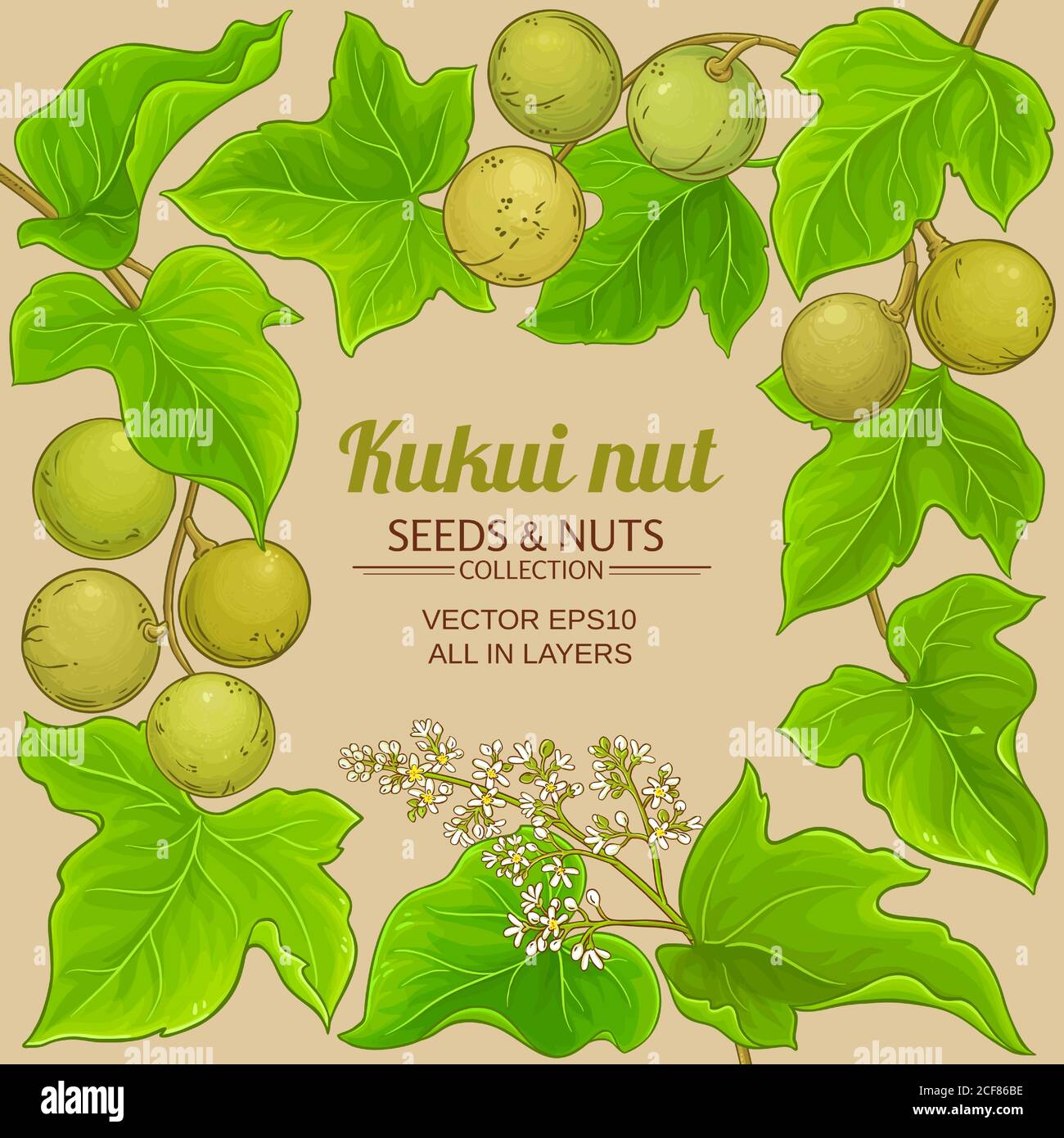 kukui vector frame Stock Vector Image & Art - Alamy