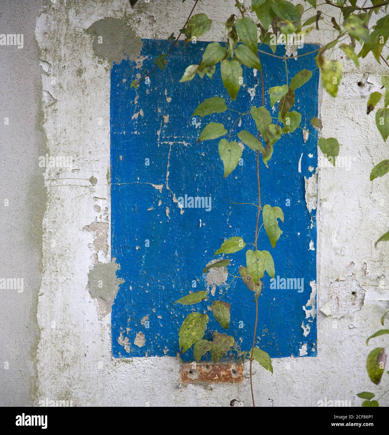 Thin vines hi-res stock photography and images - Alamy