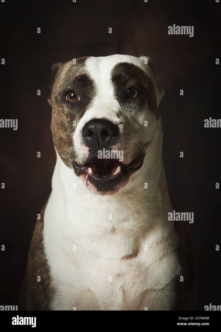 Staffordshire terrier teeth hi-res stock photography and images - Alamy