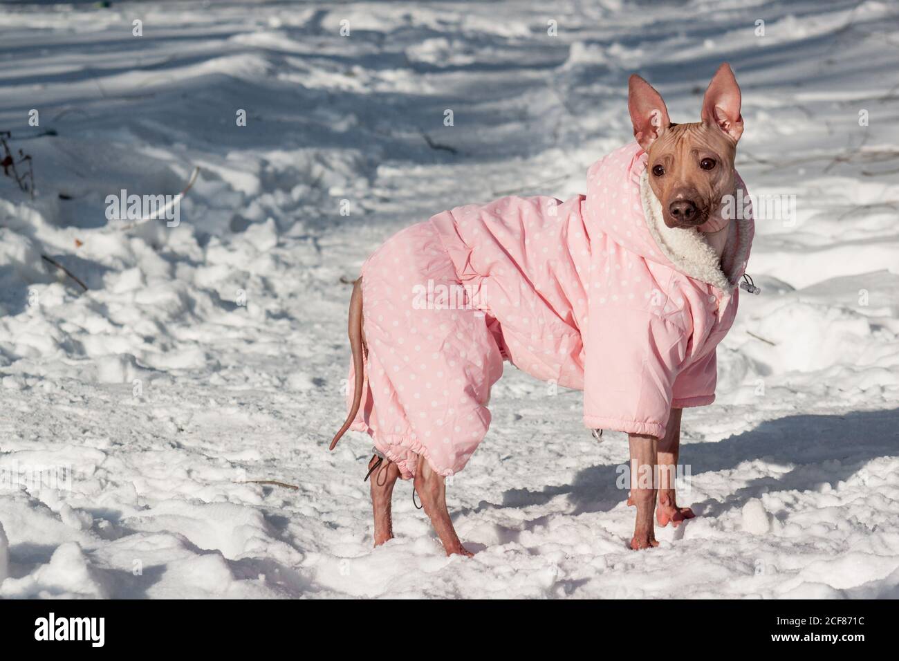 American hairless terrier in hi-res stock photography and images - Alamy