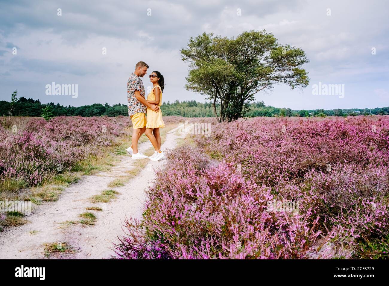 Heather field hi-res stock photography and images - Alamy