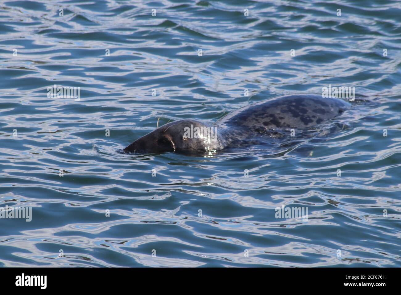 Common seal head out water hi-res stock photography and images - Alamy
