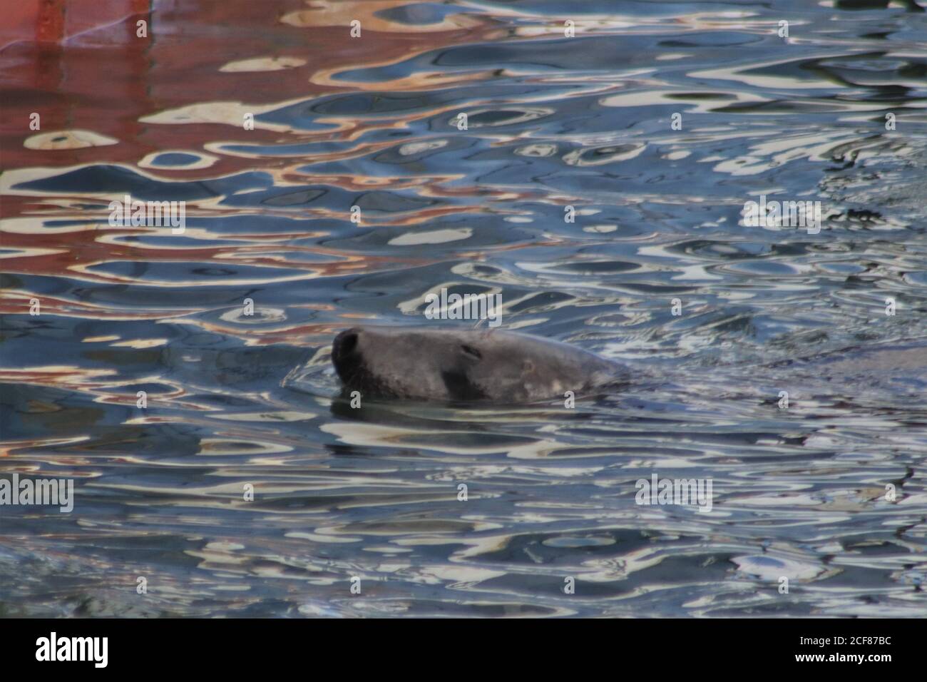 Common seal head out water hi-res stock photography and images - Alamy