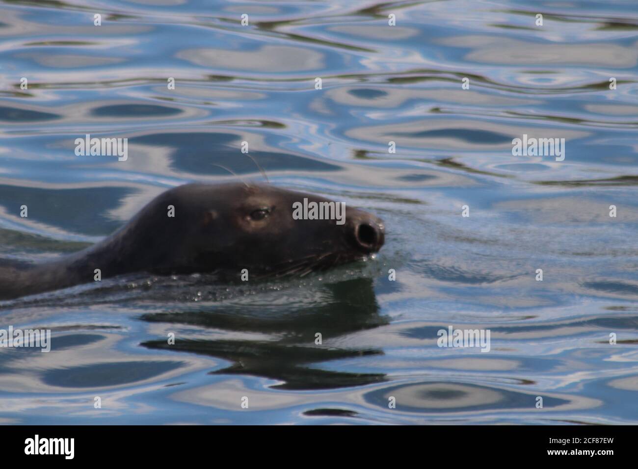 Common seal head out water hi-res stock photography and images - Alamy