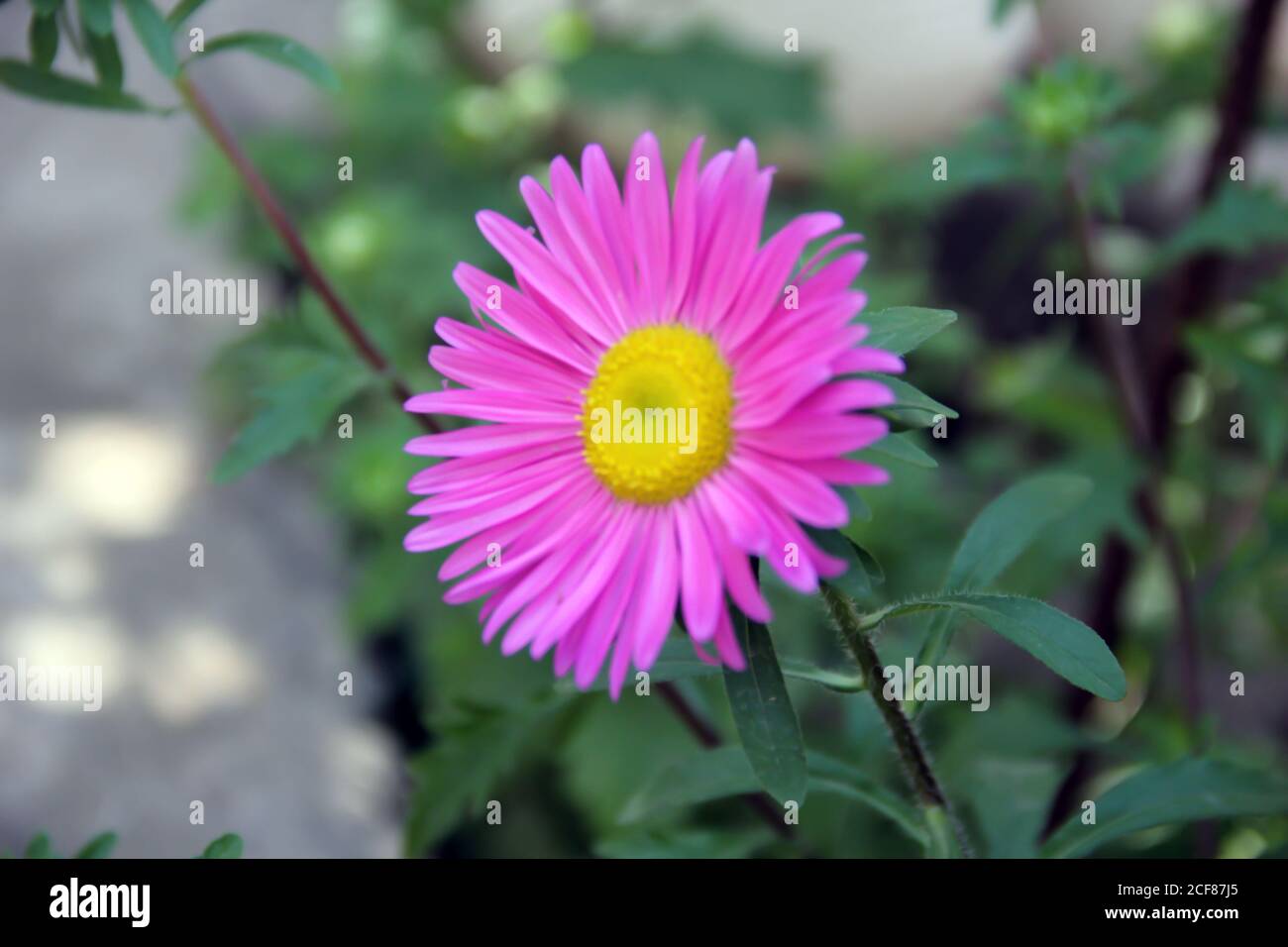 Soft focus of pink pyrethrum flower at a garden Stock Photo - Alamy