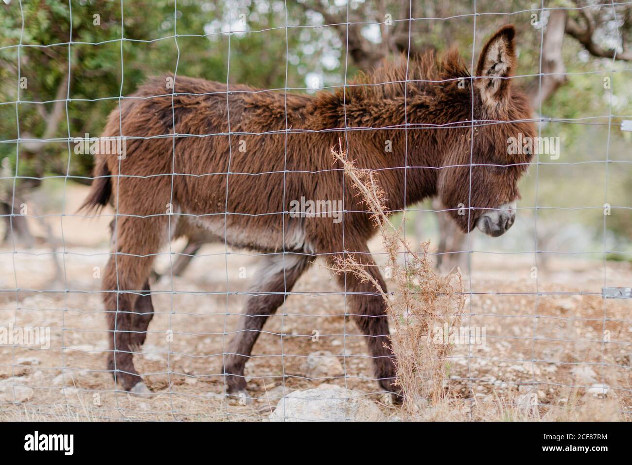 Brown domestic donkeys in paddock Stock Photo - Alamy