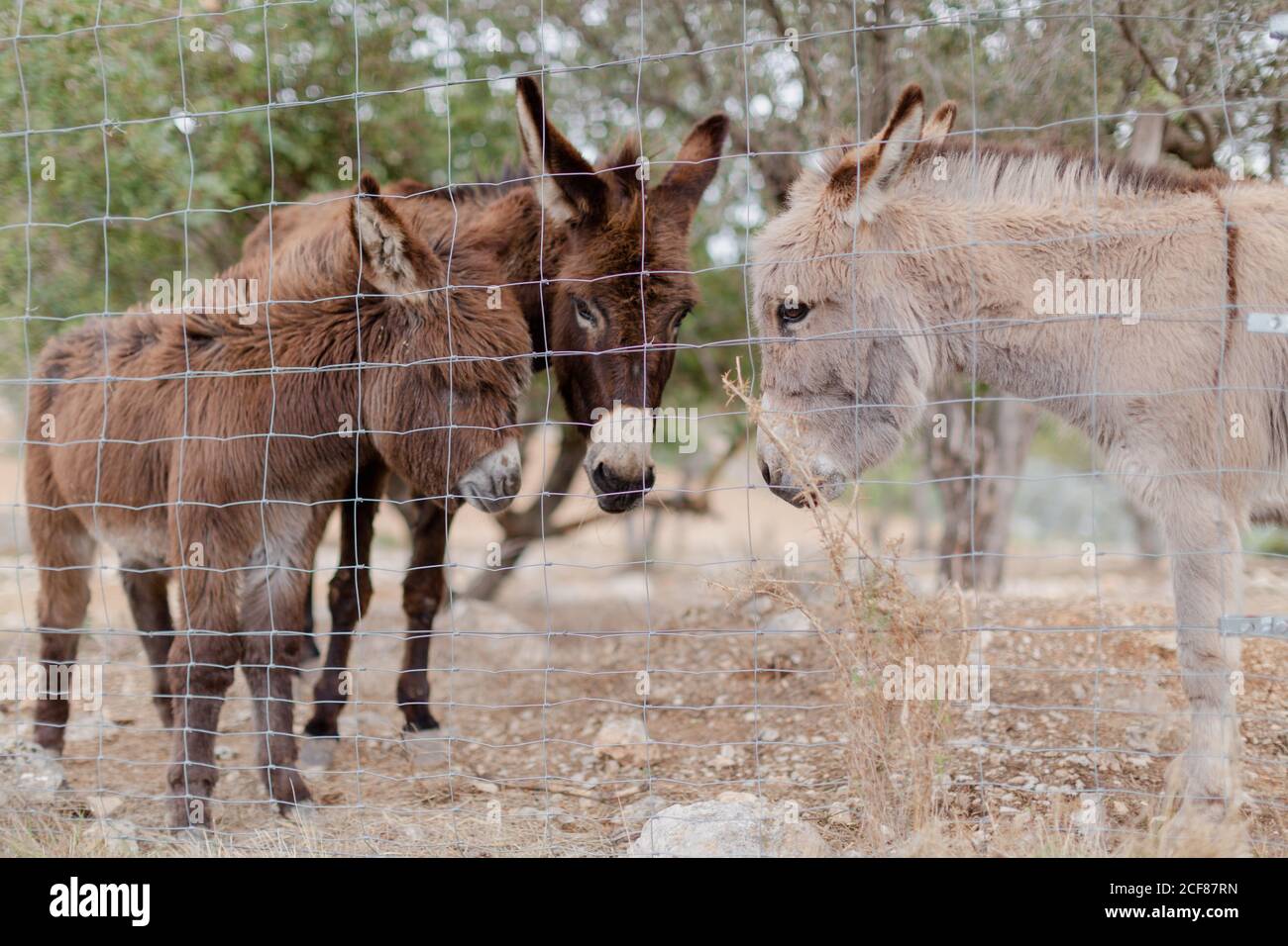 Donkeys natural habitat hi-res stock photography and images - Alamy