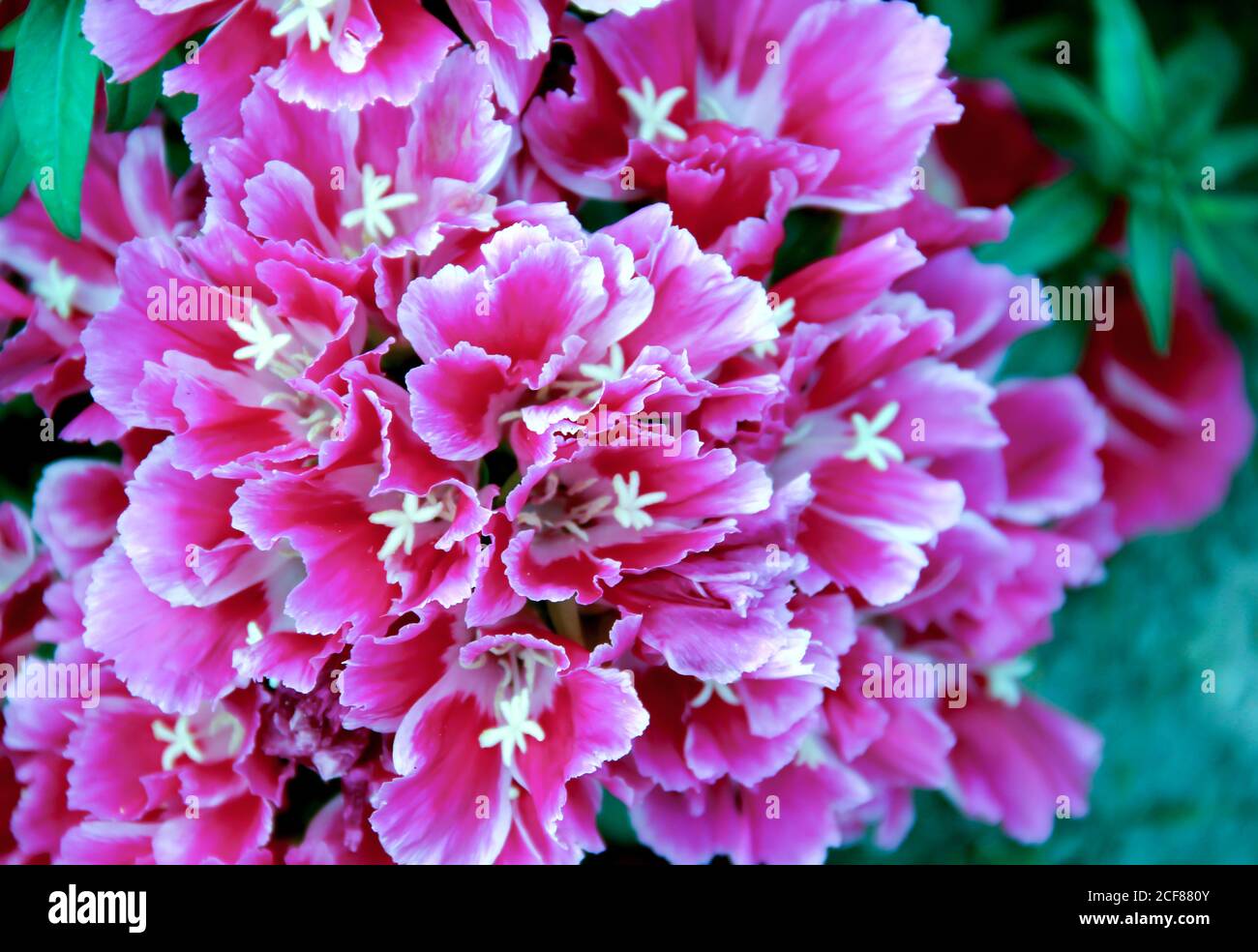 Godetia flowers hi-res stock photography and images - Alamy