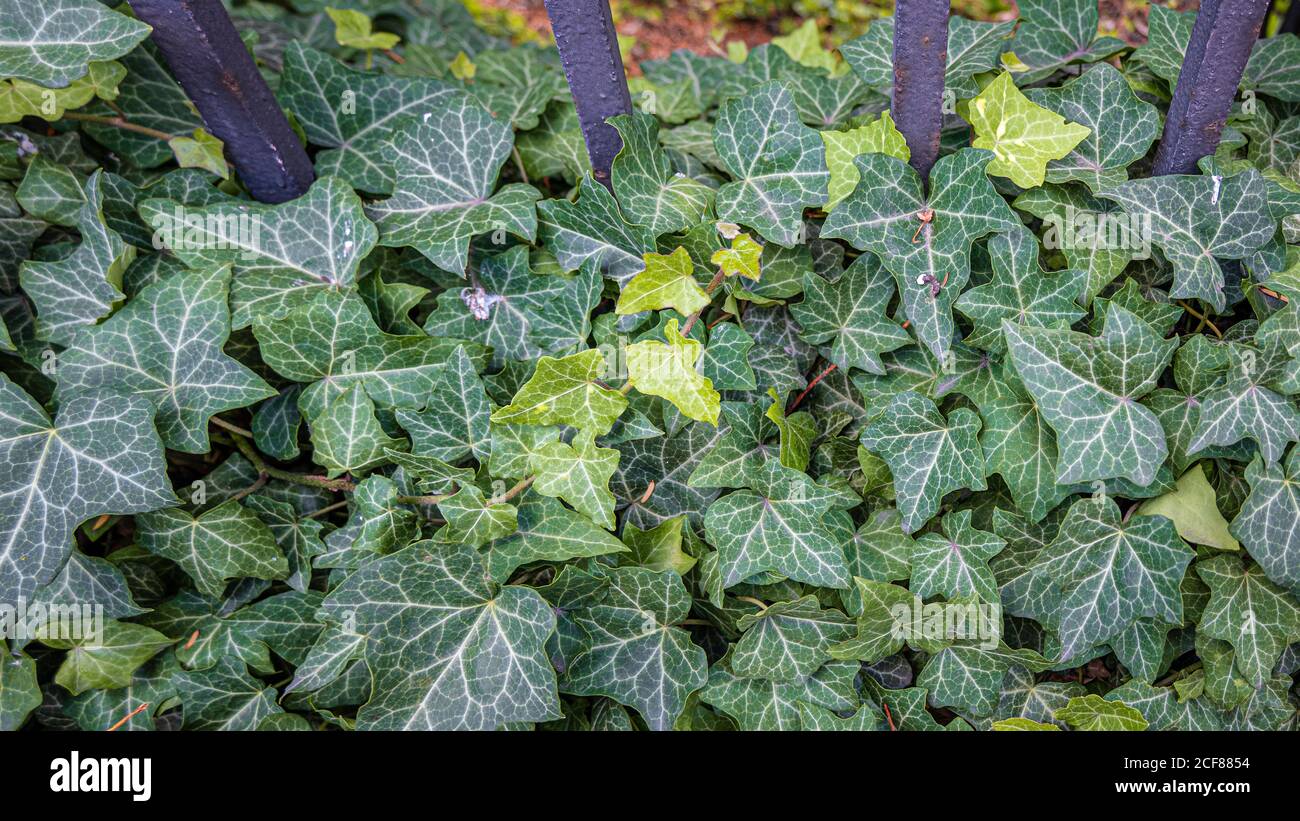 Top view of the ivy plant Stock Photo - Alamy