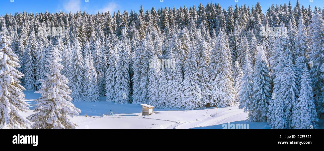 Vibrant winter vacation banner background with pine trees covered by heavy snow against blue sky ...