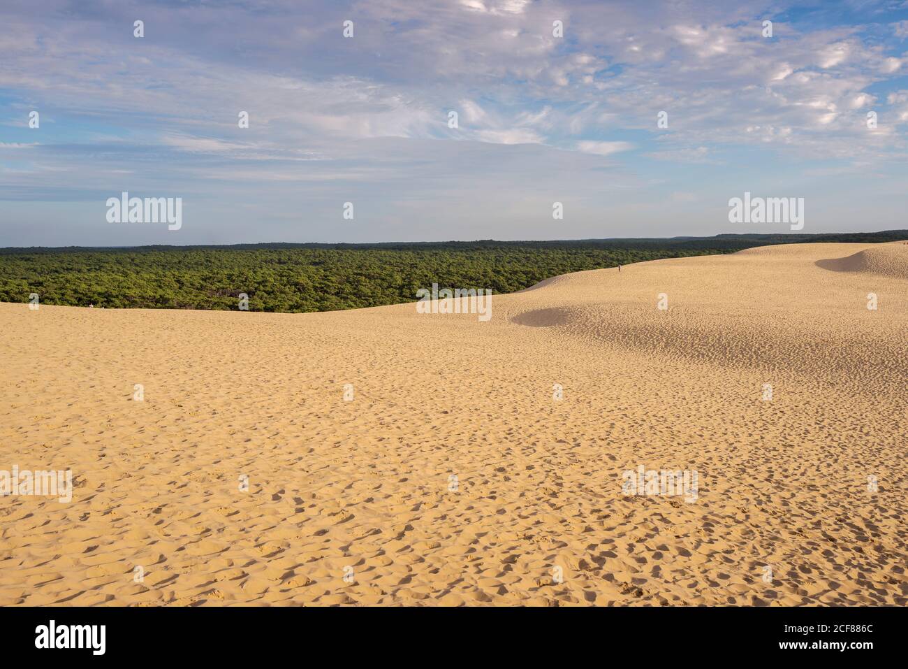 Forest of Maritime pine tree, Pinus pinaster, next to the Dune of Pilat ...