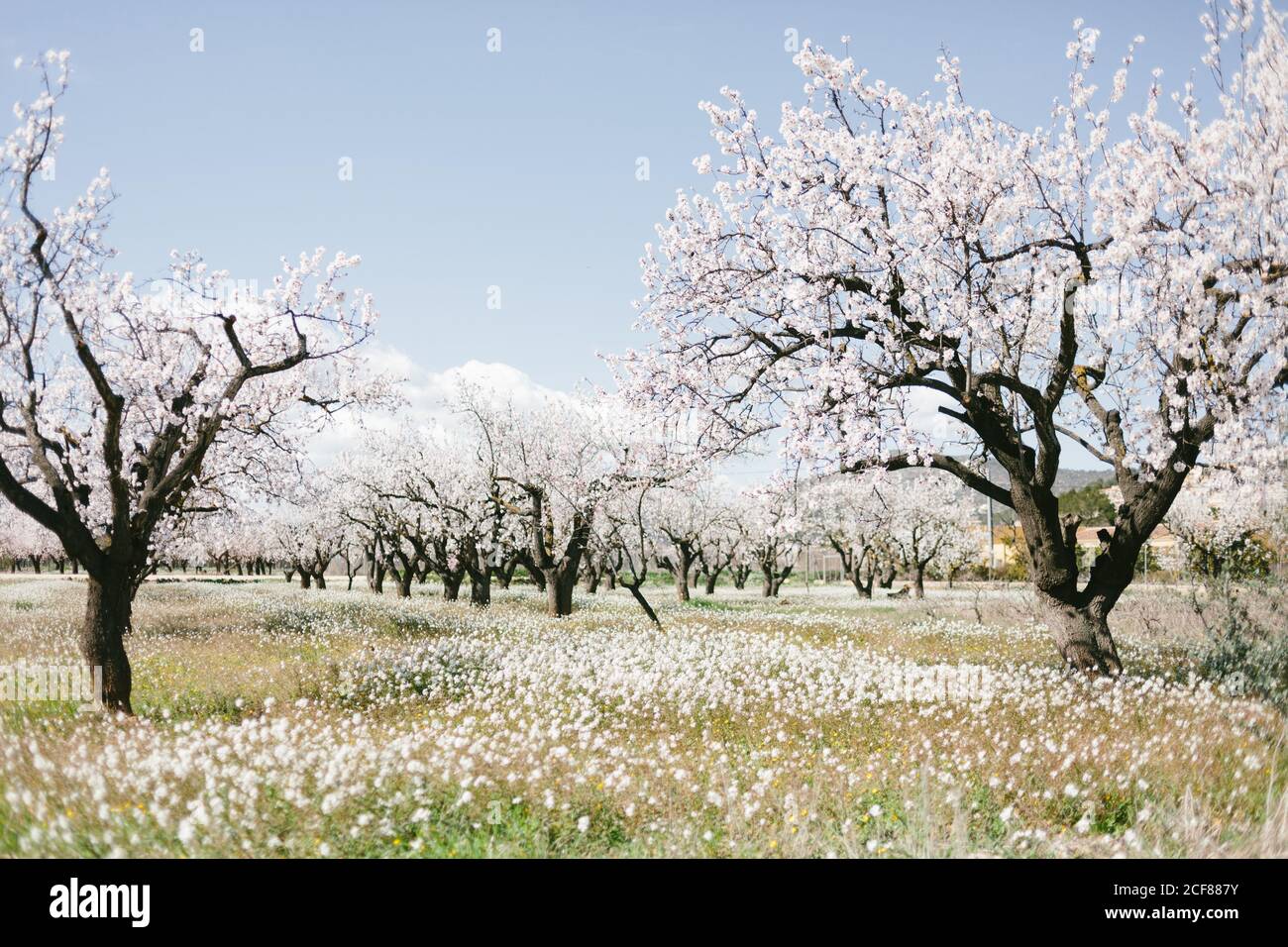 Dark brown trees hi-res stock photography and images - Alamy