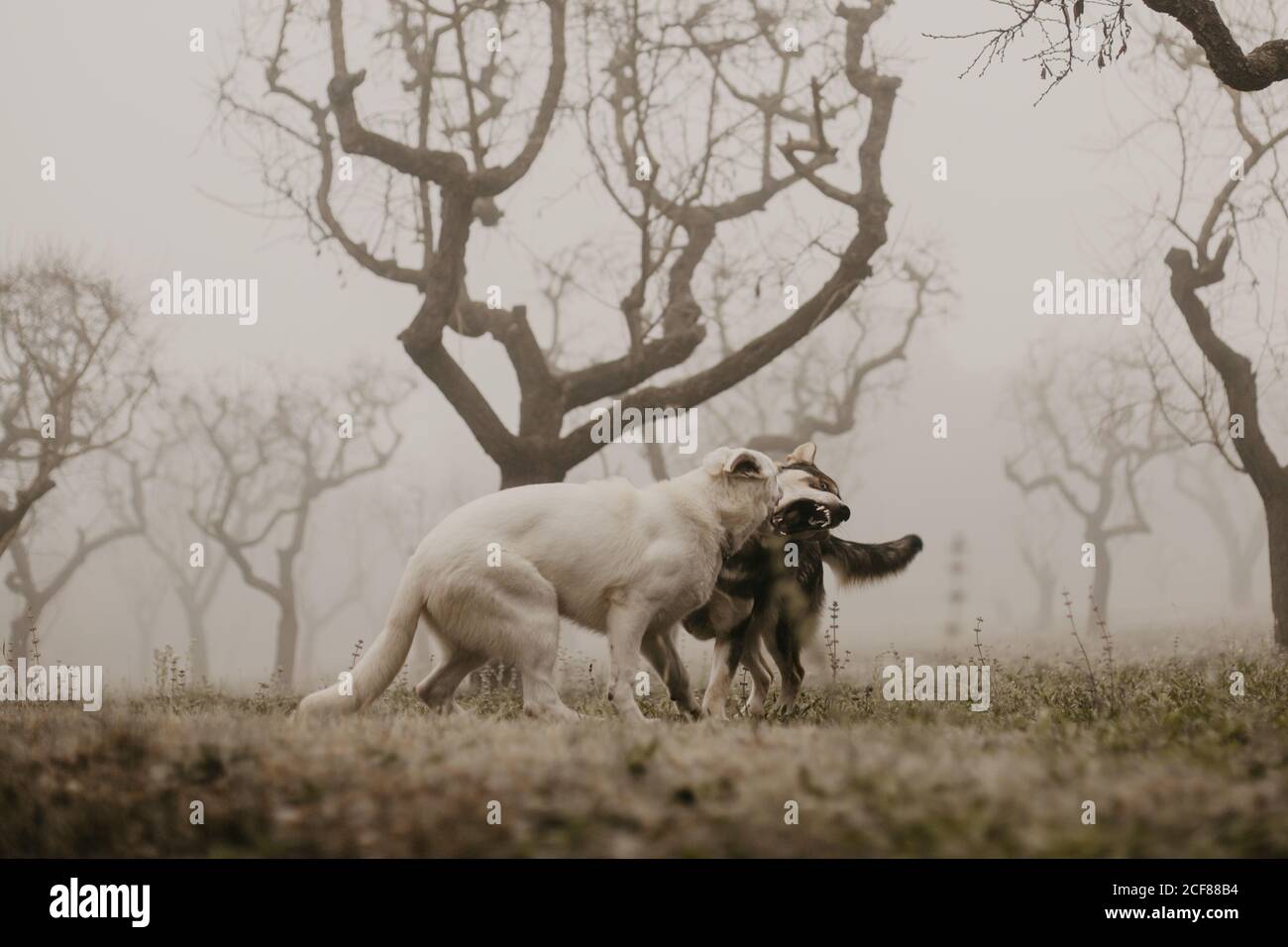 Angry wolves hi-res stock photography and images - Alamy