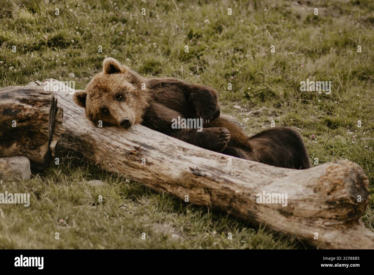 Furry brown beard leaning on fallen tree trunk in field Stock Photo - Alamy