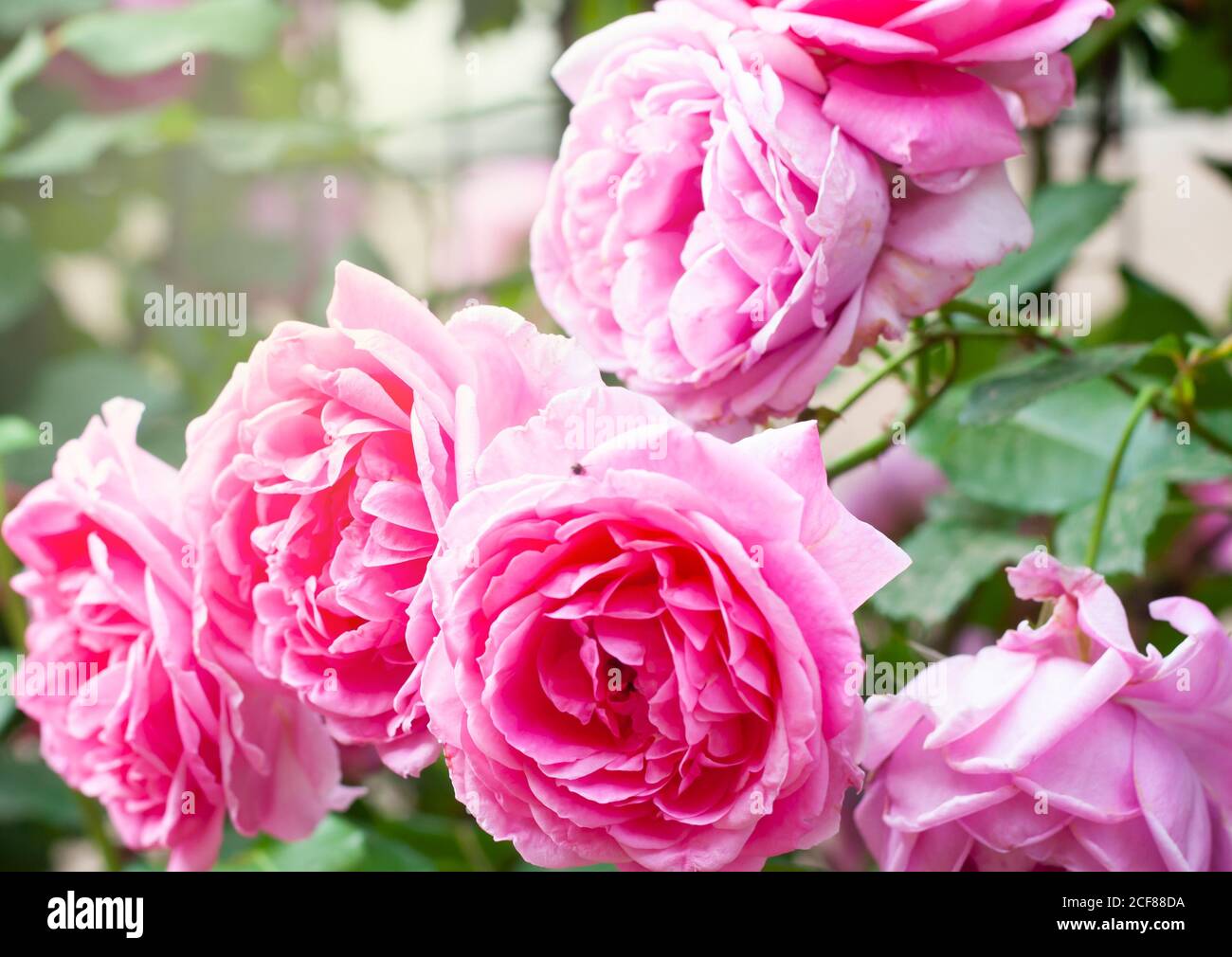 texture of pink roses in bright sun, close-up, horizontal orientation ...