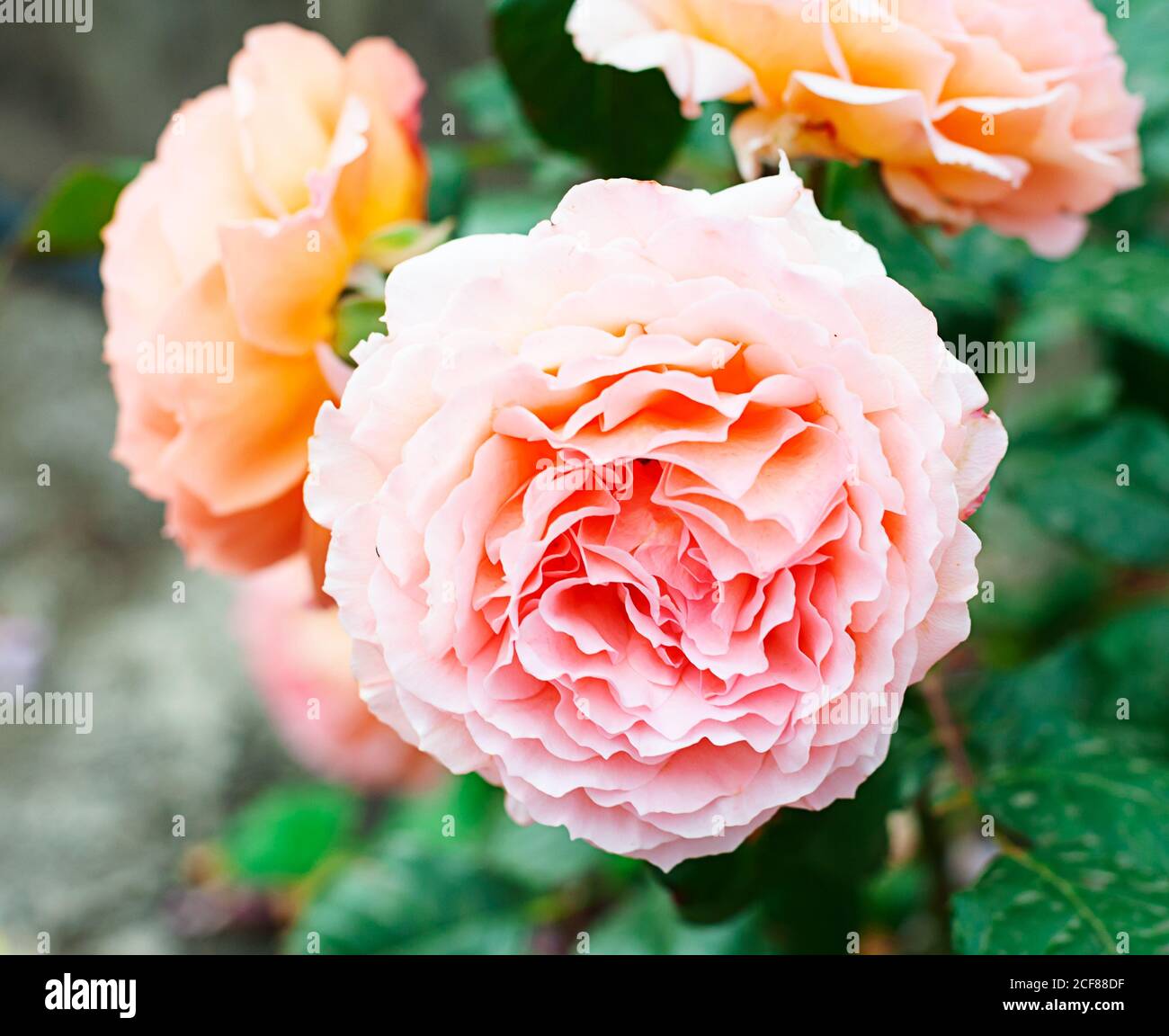 texture of pink roses in bright sun, close-up, horizontal orientation ...