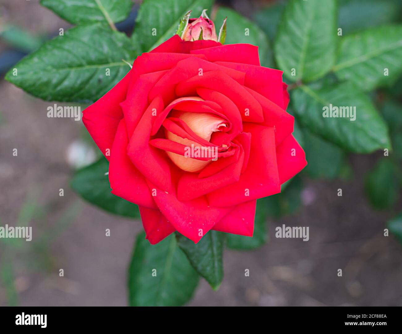 texture of red roses in bright sun, close-up, horizontal orientation ...