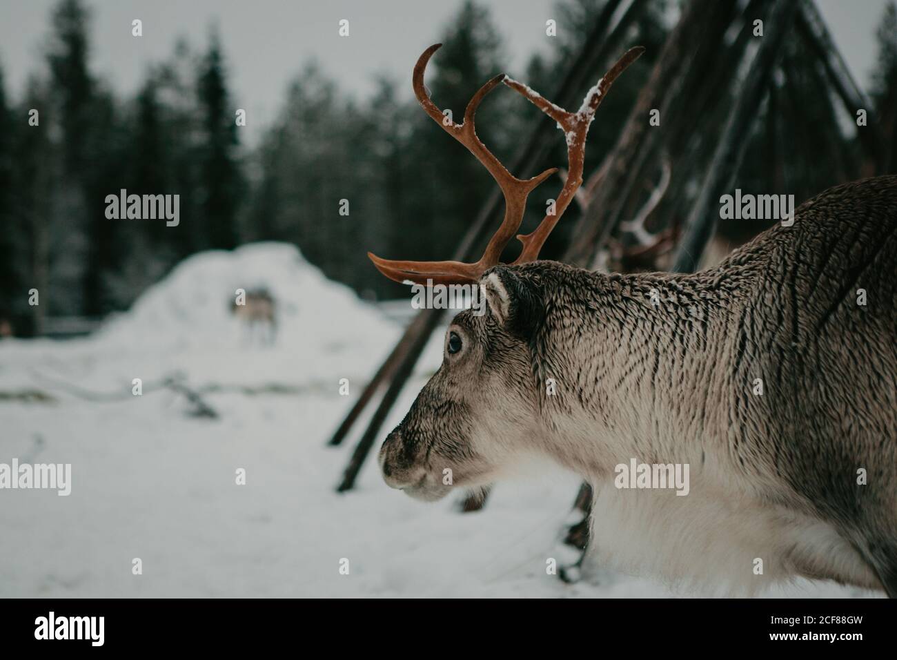 Amazing domestic reindeer with snowy antlers standing in cold winter ...