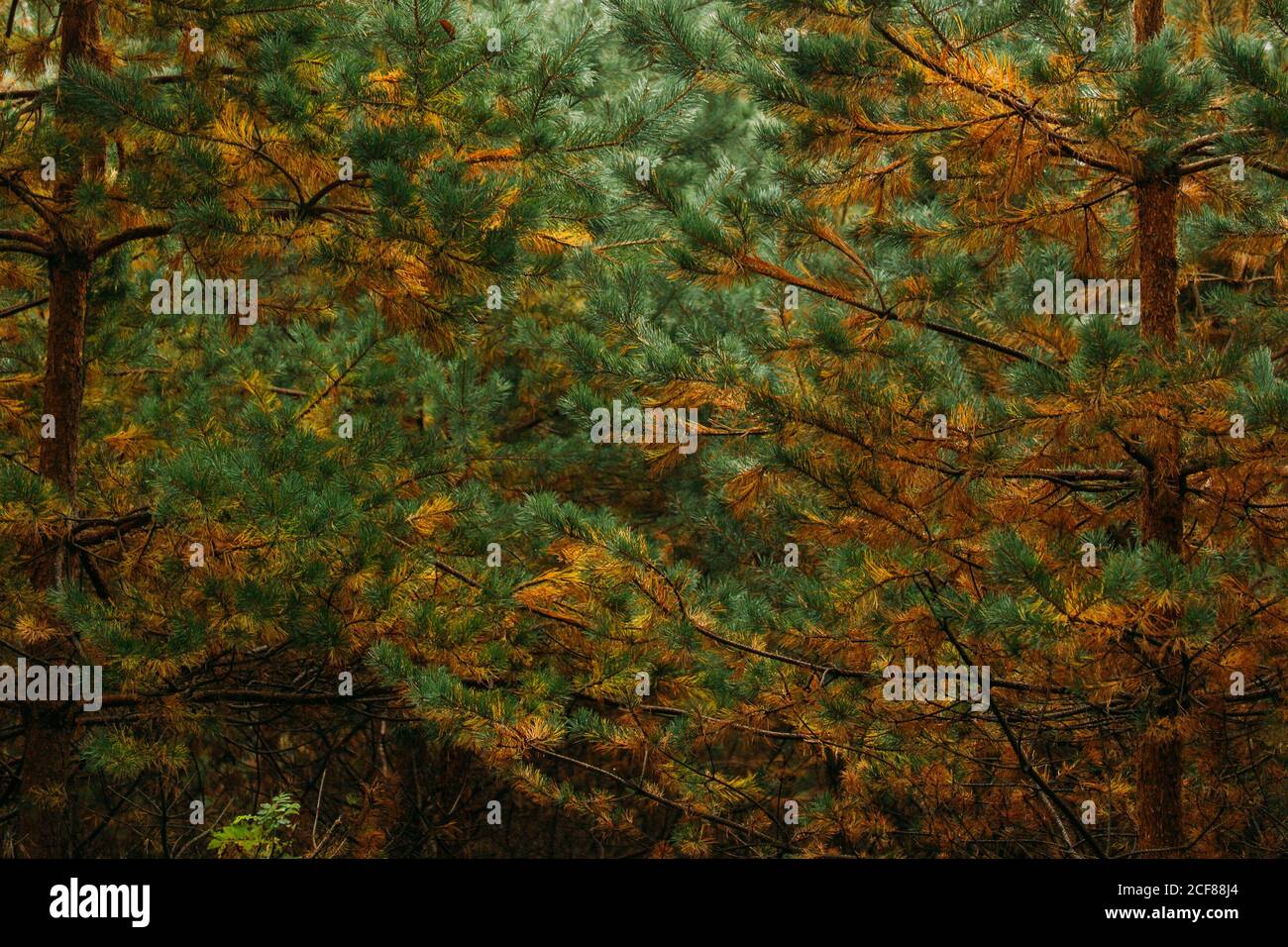 Trees with yellow and green fir growing in forest near swamp in Finland ...