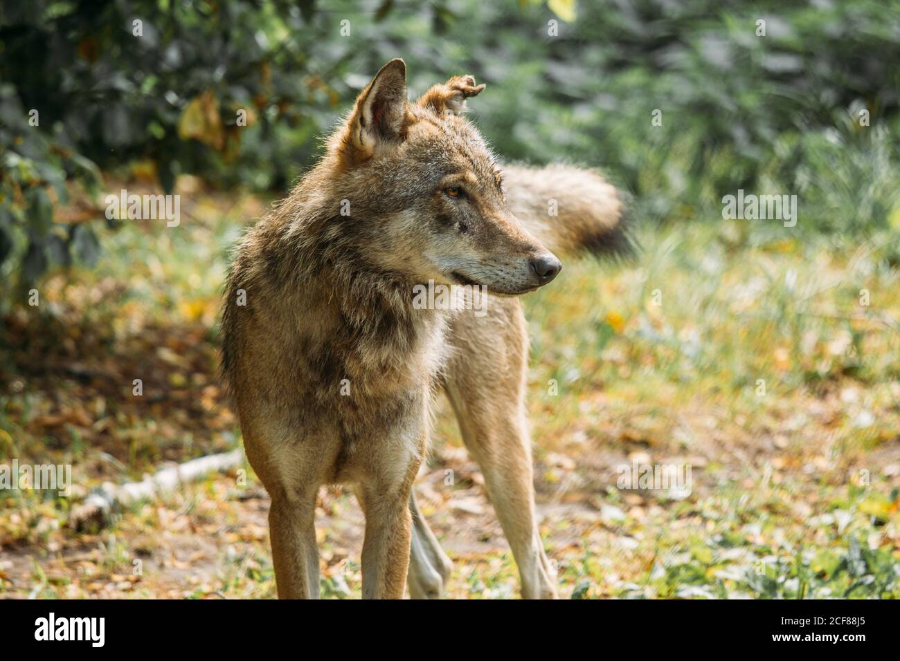 Wolf looking away hi-res stock photography and images - Alamy