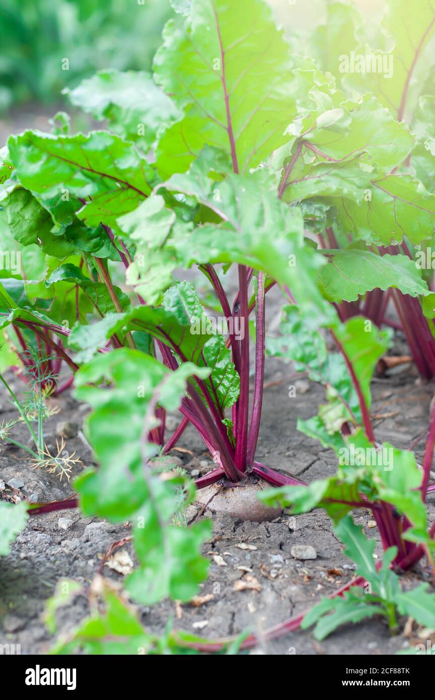 Beets growing in ground garden hi-res stock photography and images - Alamy