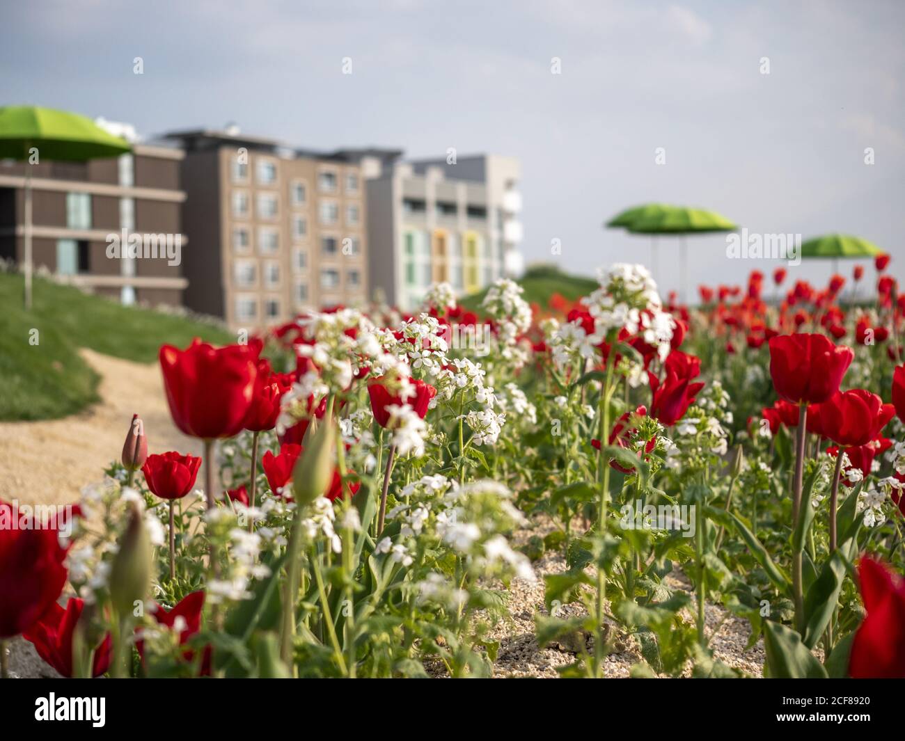 Variety of blooming flowers in a garden of resort buildings Stock Photo - Alamy