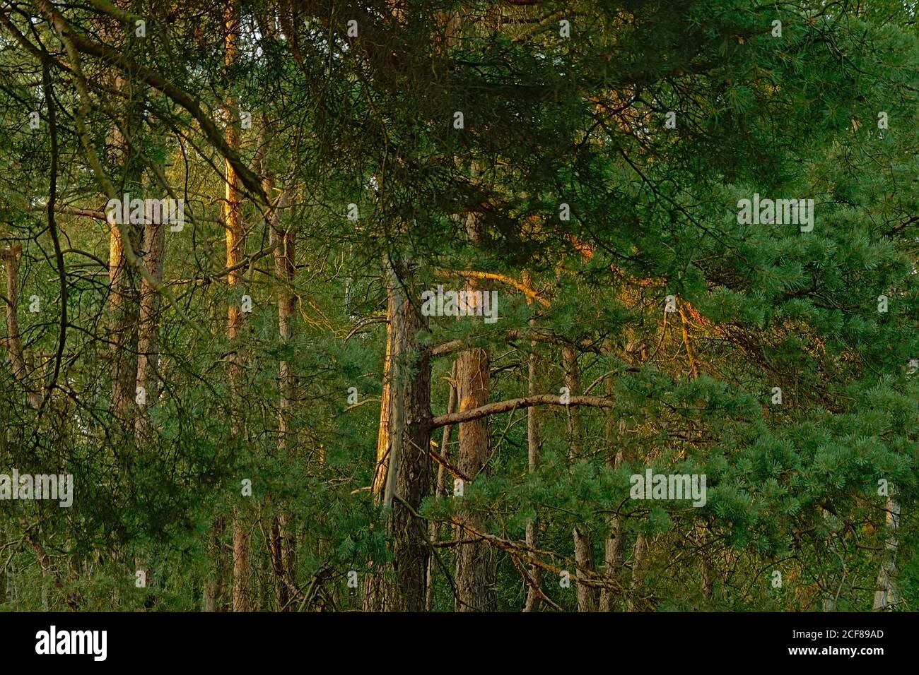 pine forest in evening sunlight in Ermonville Stock Photo - Alamy